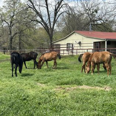 Photo Gallery Tom Miller's Red Oak Ranch Kaufman Texas